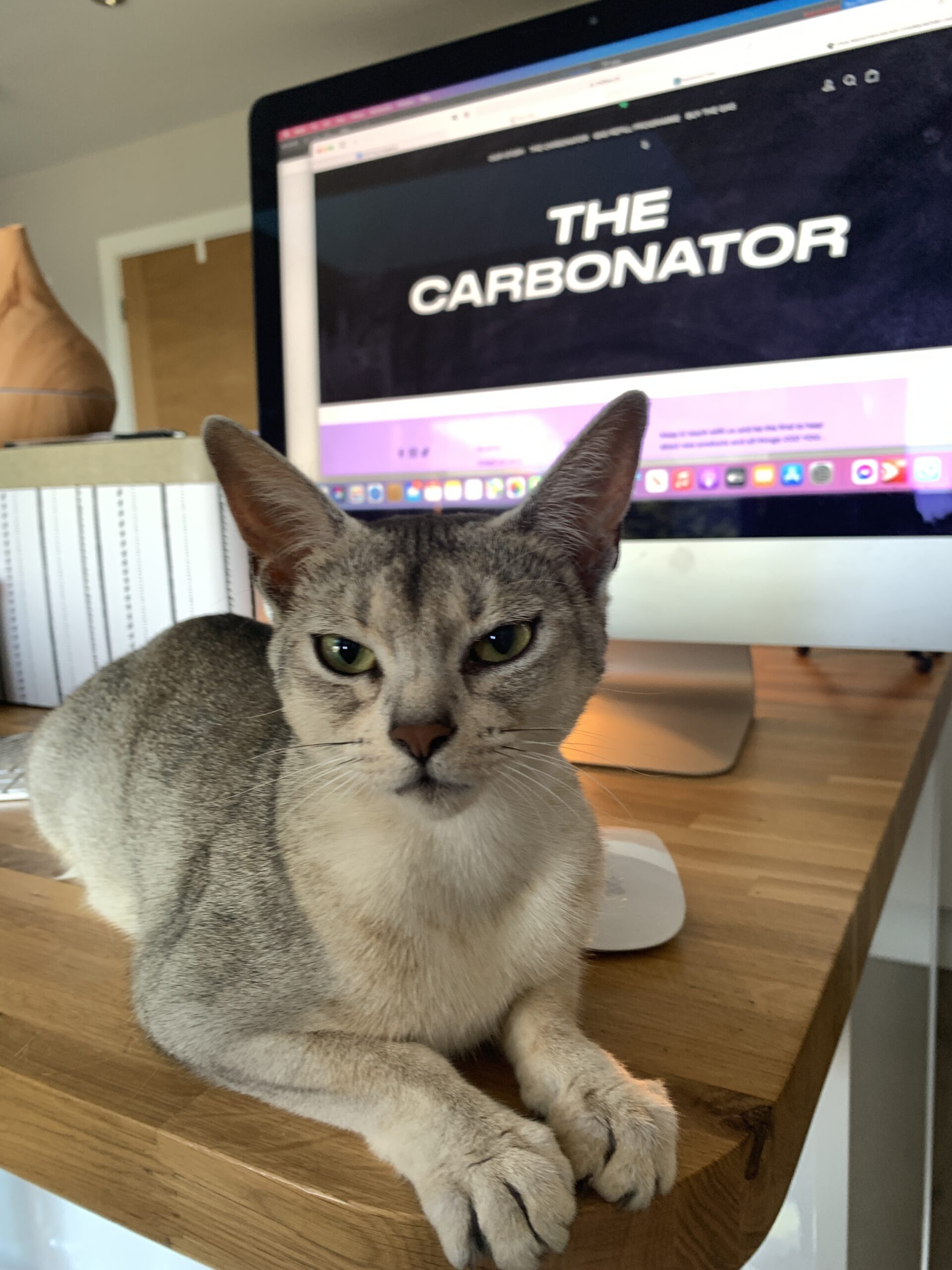Silver Abyssinian Kittens UK - Find Your Perfect Companion - westfordcats