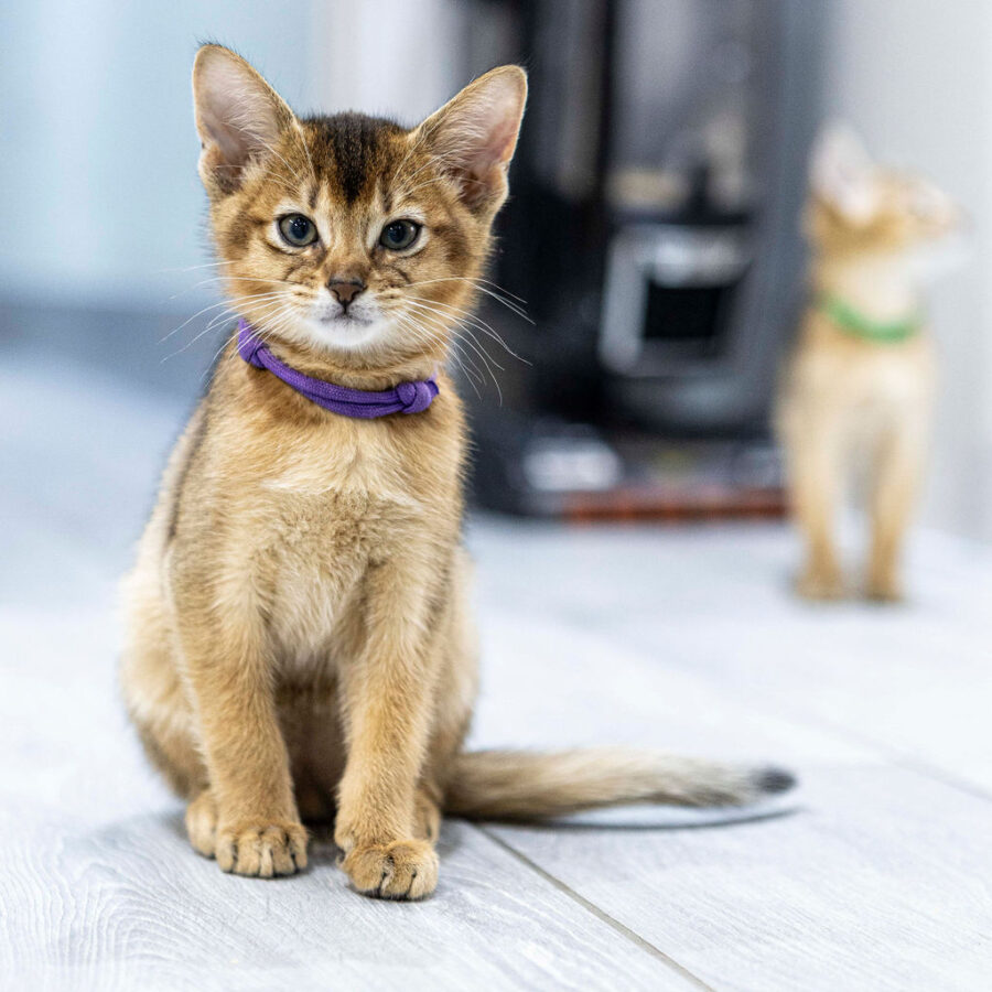 Our Kittens - westfordcats